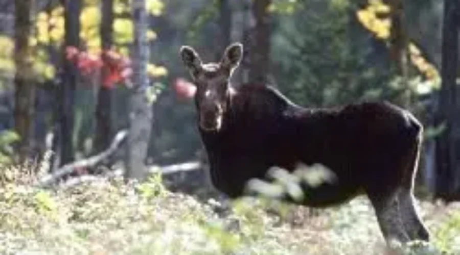 Environment Commissioner Concerned About Declining Moose Numbers - Your ...