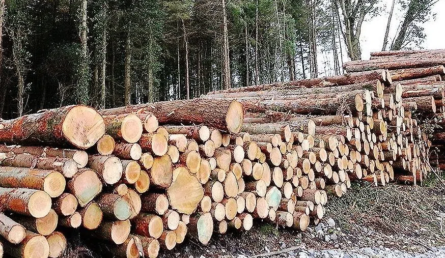 Forestry Alliance Formed In Northern Ontario Your Thunderbay