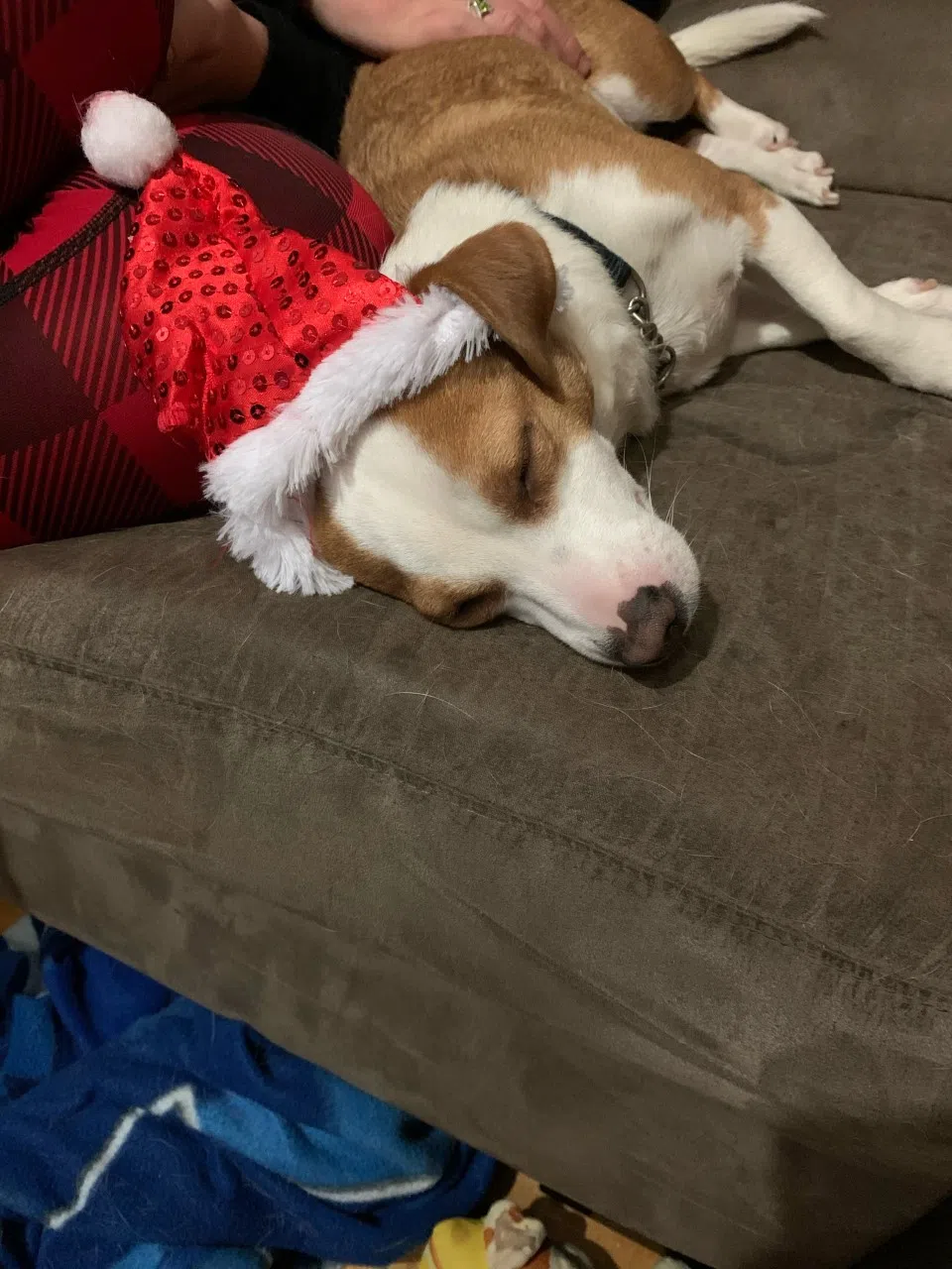 National Dress Up Your Pet Day - Your Thunder Bay