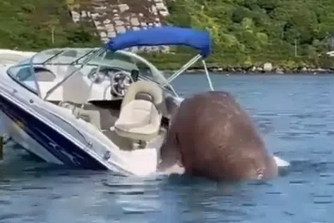 WATCH: Meet Wally The Walrus - Your ThunderBay
