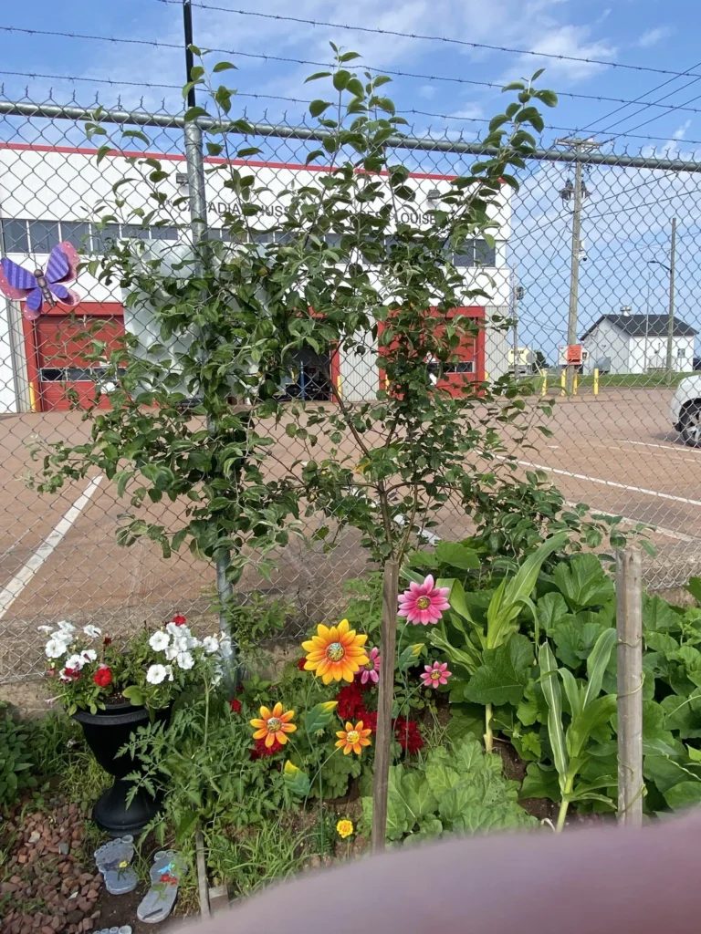 Boulevard Garden By-law returning to city council - Your ThunderBay