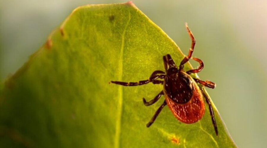 Thunder Bay tick season is here and Country 105 listeners are already ...